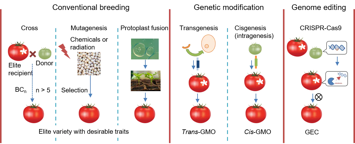 Genetic Engineering in Agriculture 2021-2031: IDTechEx